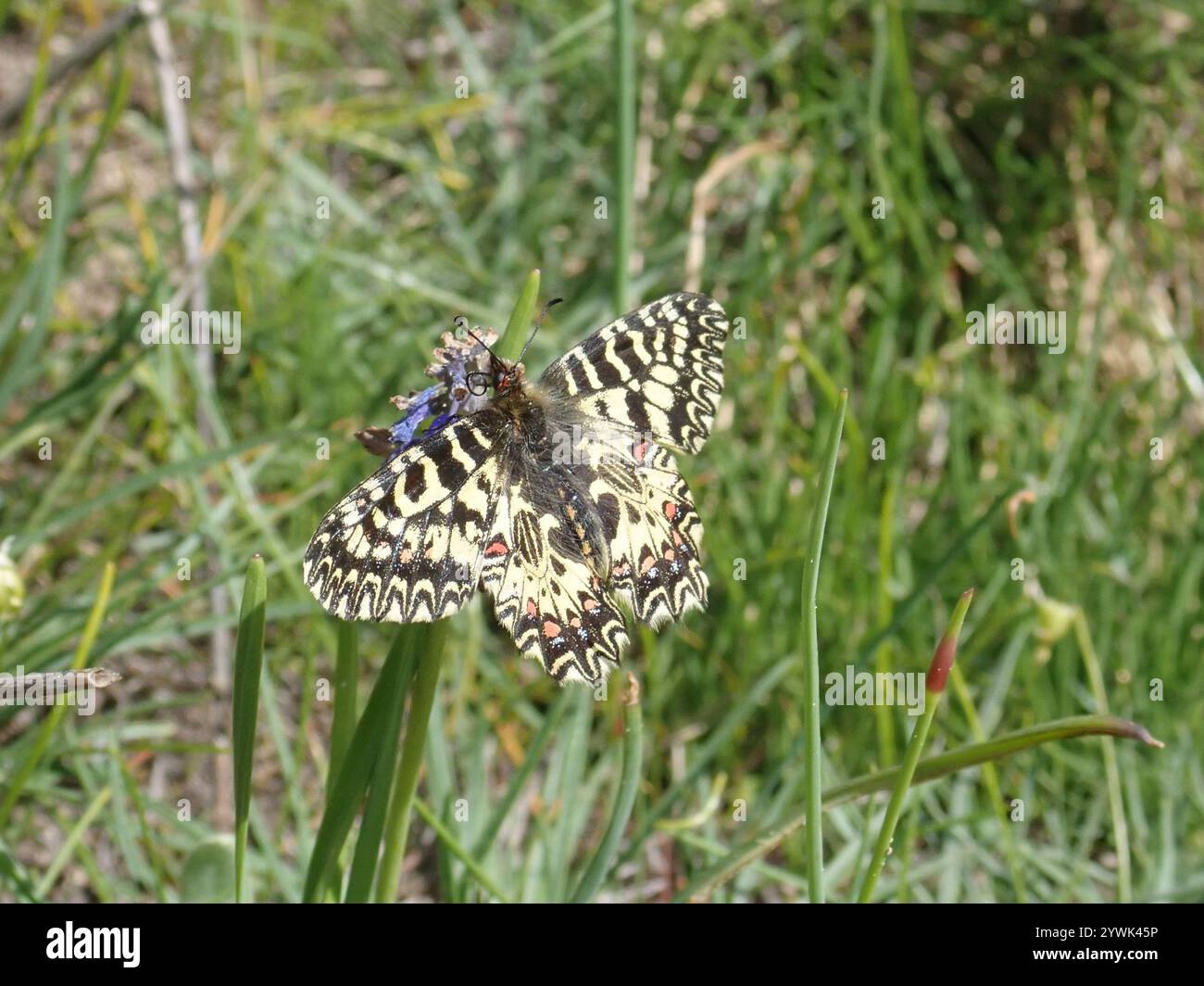 Southern Festoon (Zerynthia polyxena Stock Photo - Alamy