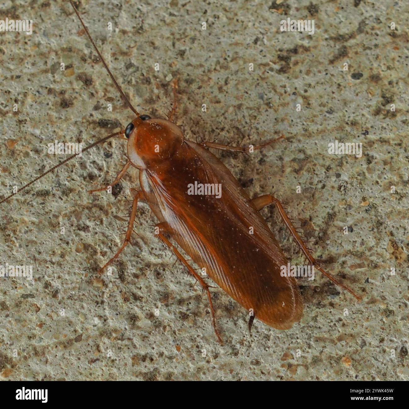 Cockroaches and Termites (Blattodea Stock Photo - Alamy