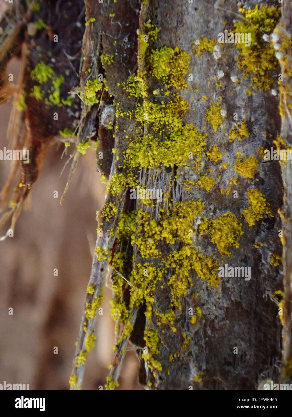 gold dust lichen (Chrysothrix candelaris Stock Photo - Alamy