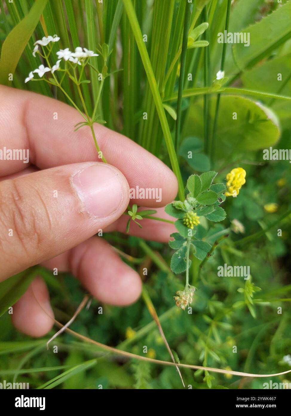 Common Marsh-bedstraw (Galium palustre Stock Photo - Alamy