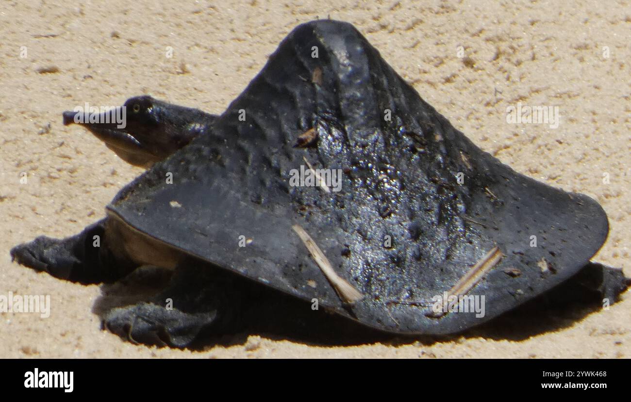 Florida Softshell Turtle (Apalone ferox Stock Photo - Alamy