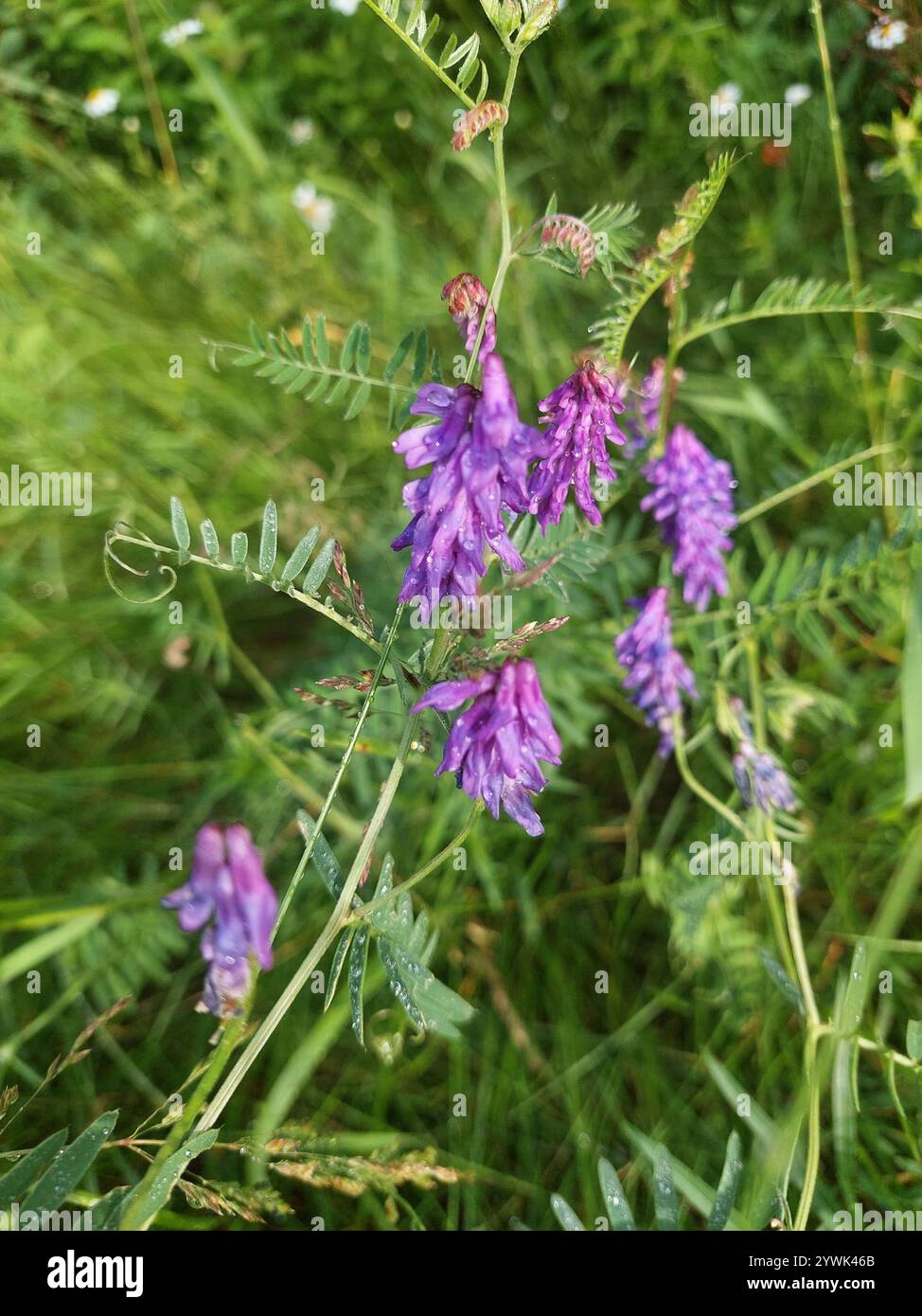 tufted vetch (Vicia cracca Stock Photo - Alamy
