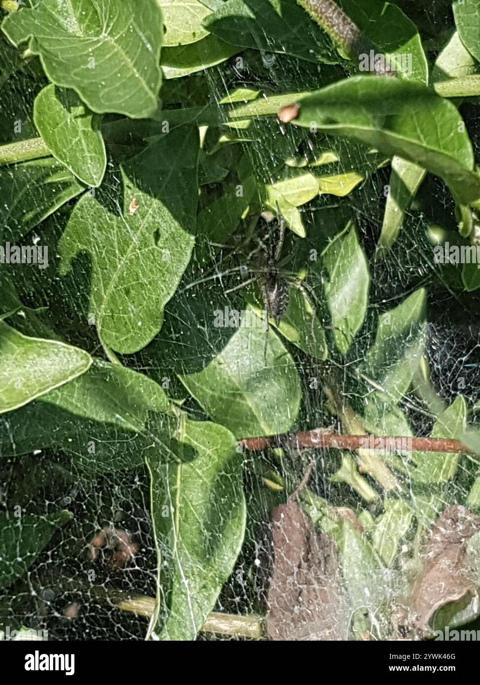 Labyrinth spider (Agelena labyrinthica Stock Photo - Alamy