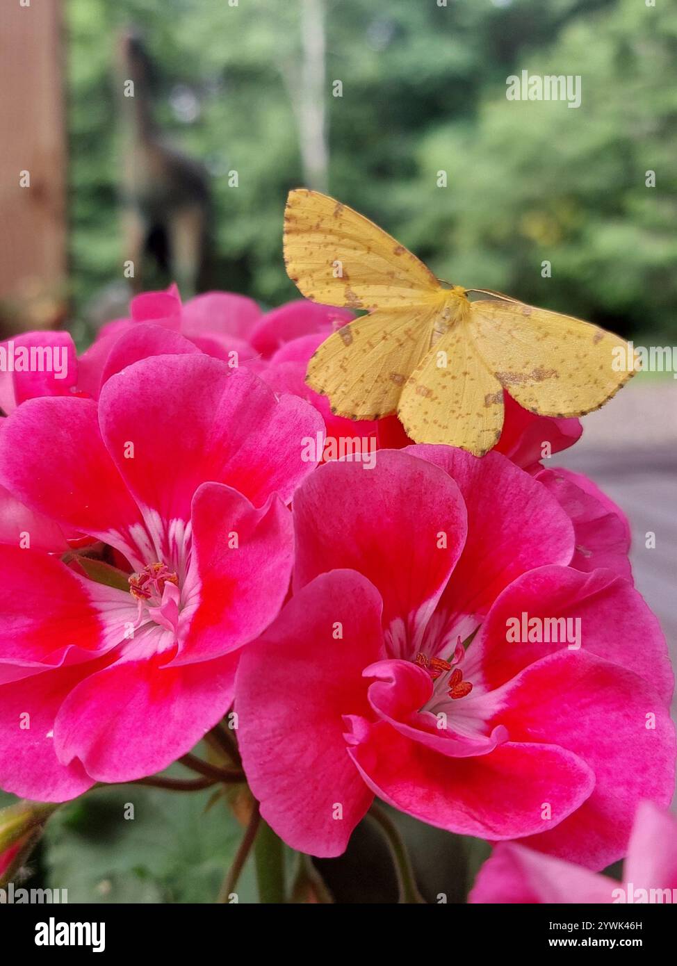 Crocus Geometer Moths (Xanthotype Stock Photo - Alamy