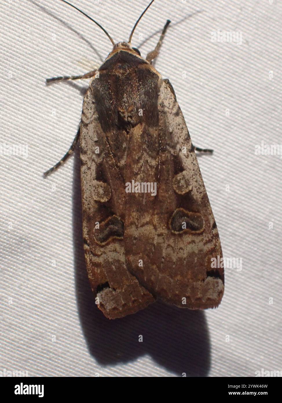 Large Yellow Underwing (Noctua pronuba Stock Photo - Alamy