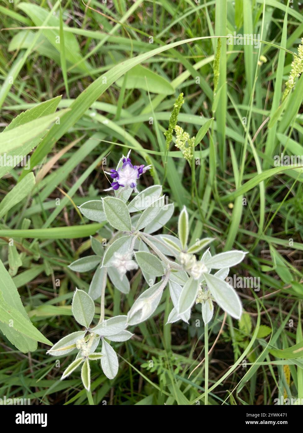 silvery scurfpea (Pediomelum argophyllum Stock Photo - Alamy