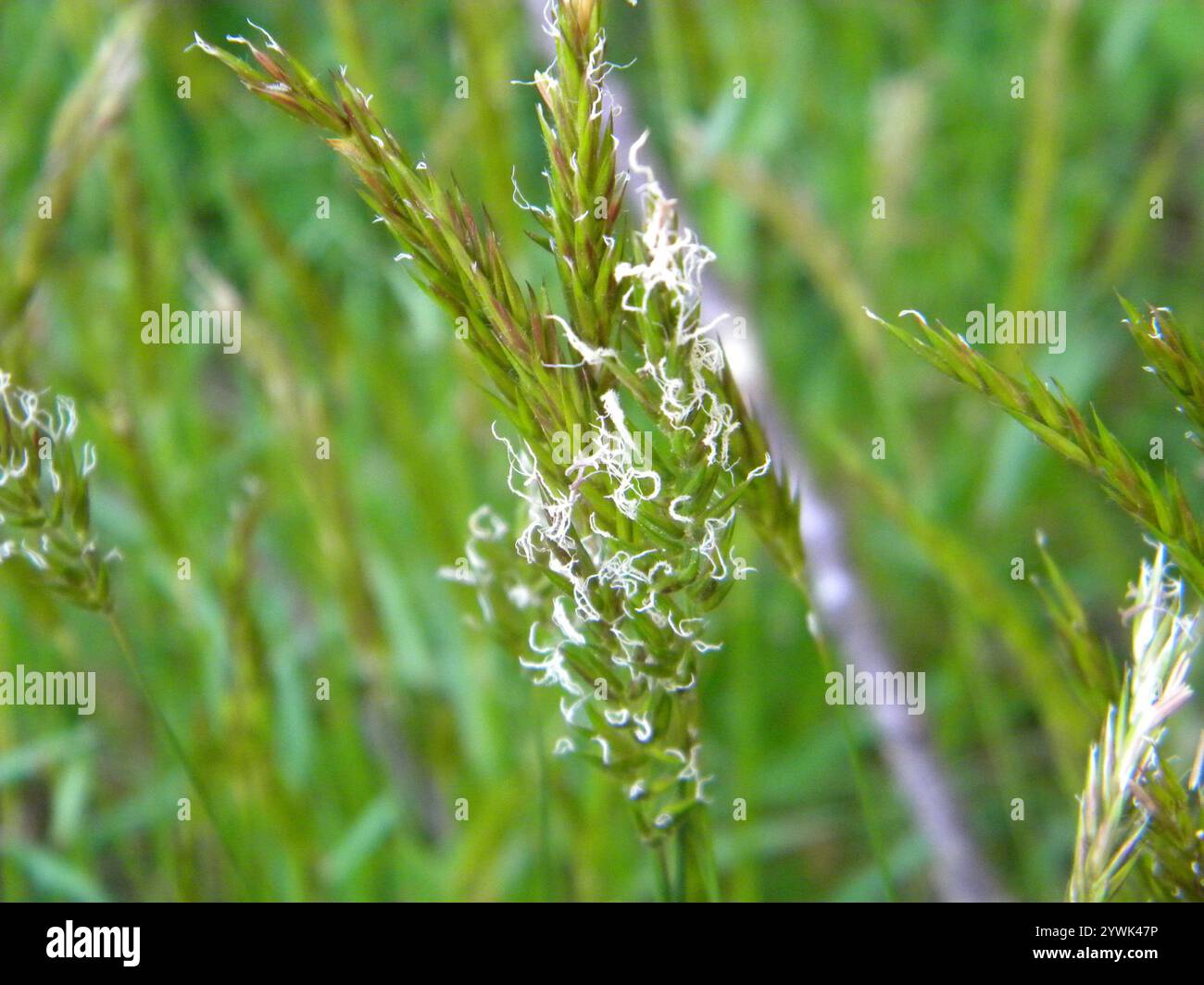 sweet vernal grass (Anthoxanthum odoratum Stock Photo - Alamy