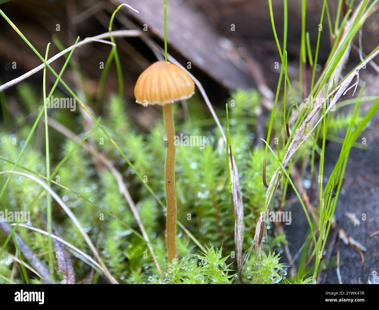 Moss Bell (Galerina hypnorum Stock Photo - Alamy