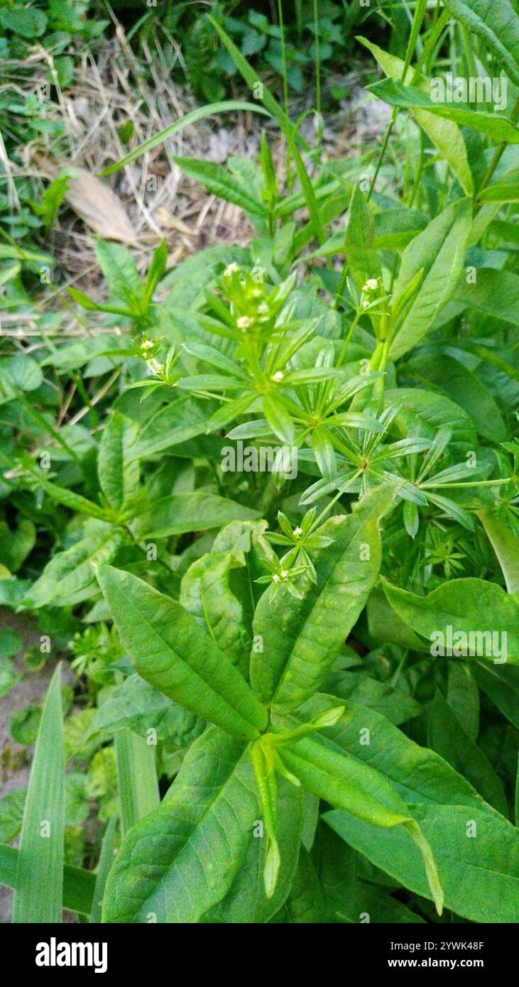 River Bedstraw (Galium rivale Stock Photo - Alamy