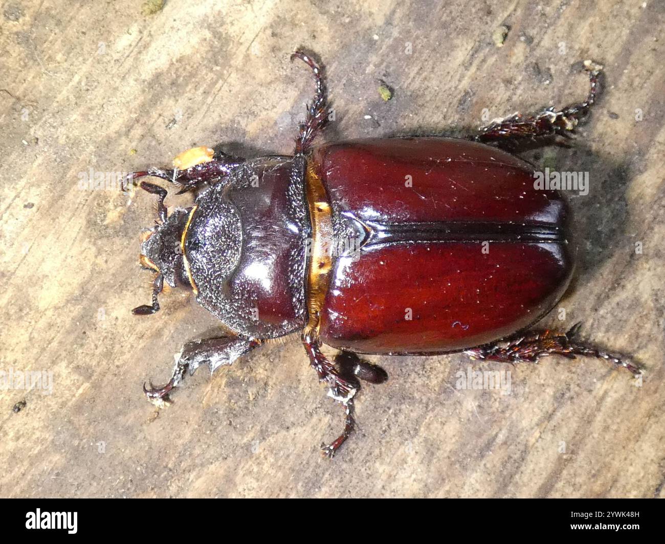 Ox Beetles (Strategus Stock Photo - Alamy