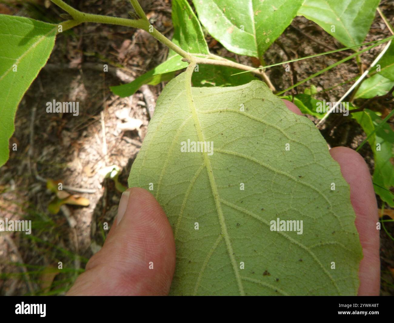 Bigleaf Snowbell (Styrax grandifolius Stock Photo - Alamy
