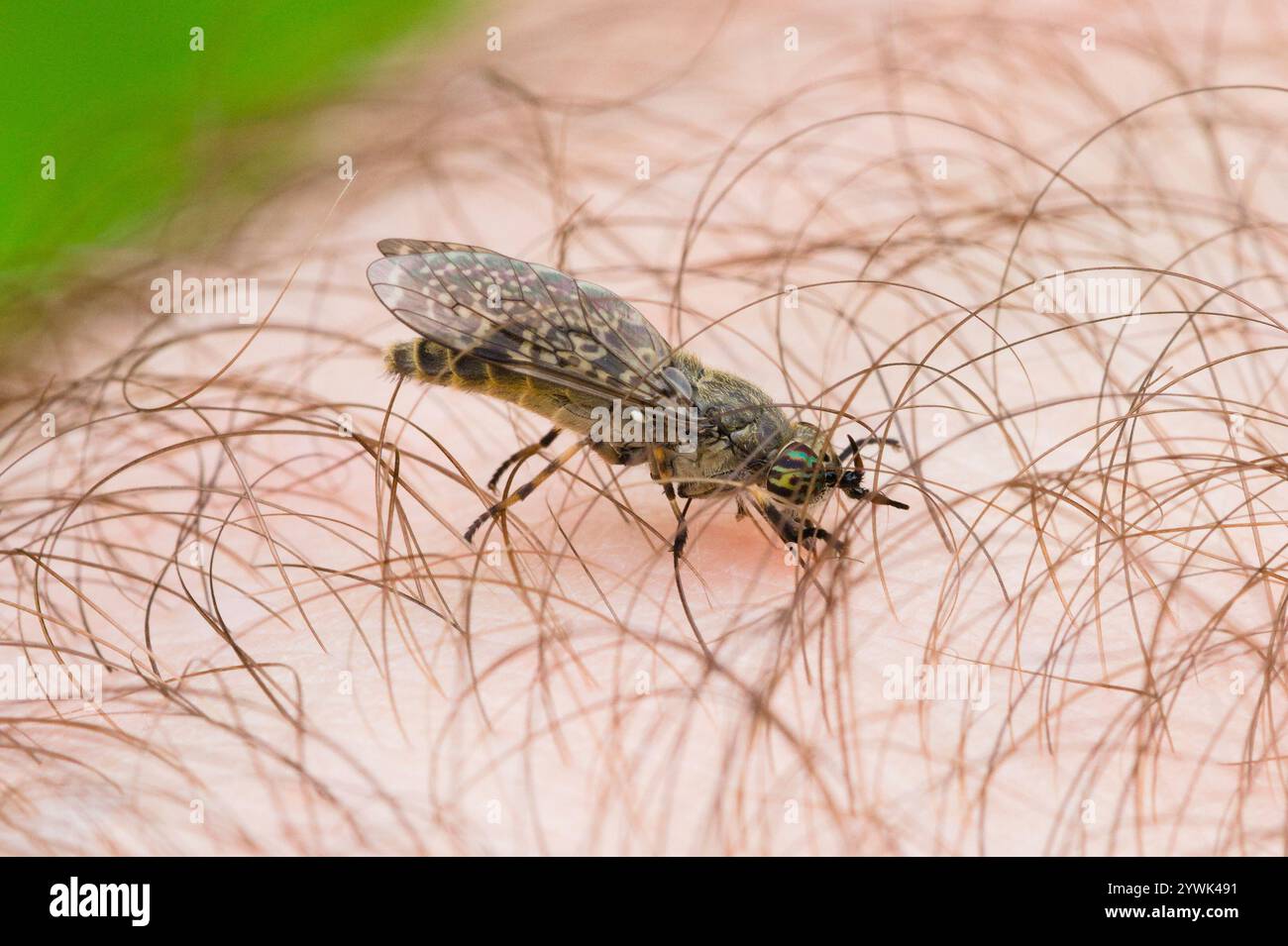 Notch-horned Cleg (Haematopota pluvialis Stock Photo - Alamy