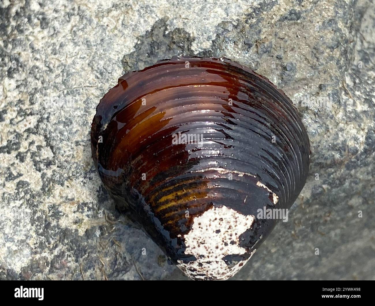 Asian Clam (Corbicula fluminea Stock Photo - Alamy