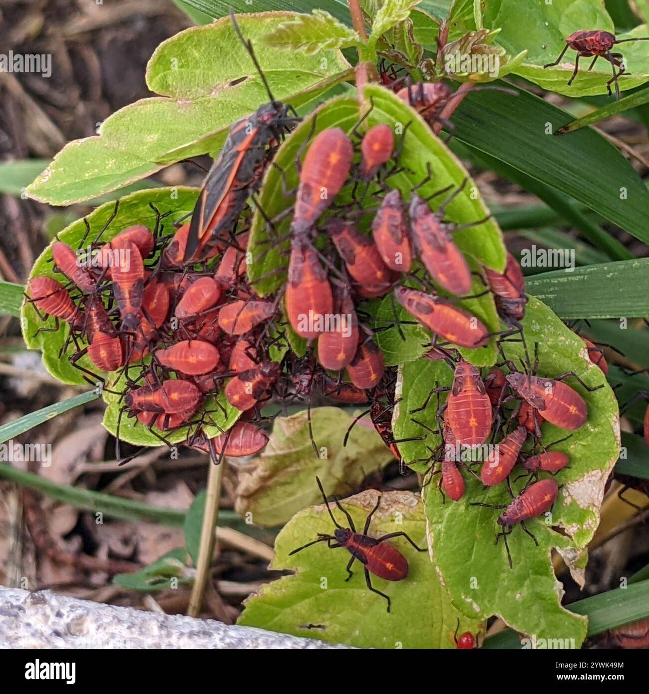 Eastern Boxelder Bug (Boisea trivittata Stock Photo - Alamy
