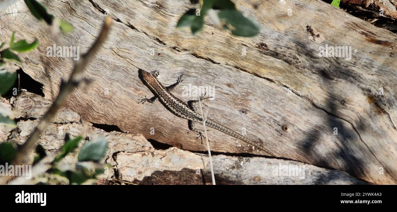 Ragged Snake-eyed Skink (Cryptoblepharus pannosus Stock Photo - Alamy