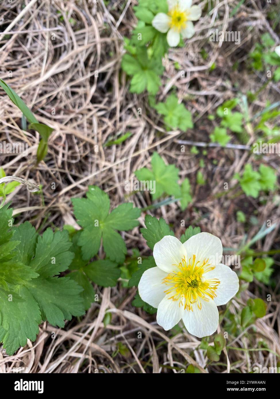 Trollius albiflorus hi-res stock photography and images - Alamy