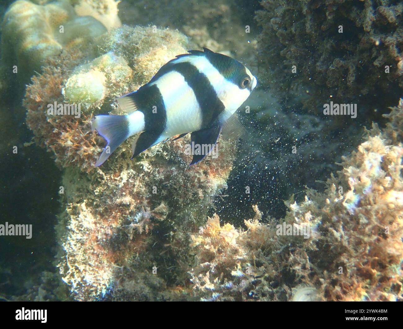 Indian ocean humbug hi-res stock photography and images - Alamy