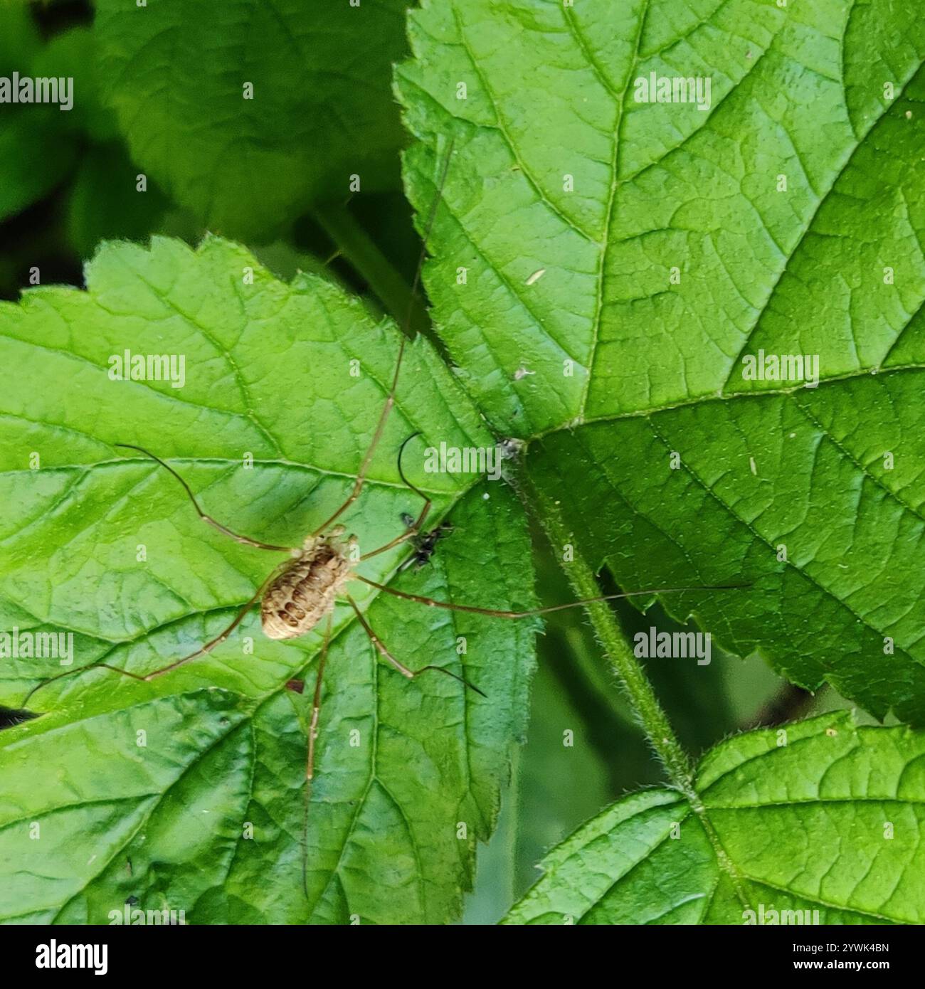 Spring Harvestman (Rilaena triangularis Stock Photo - Alamy