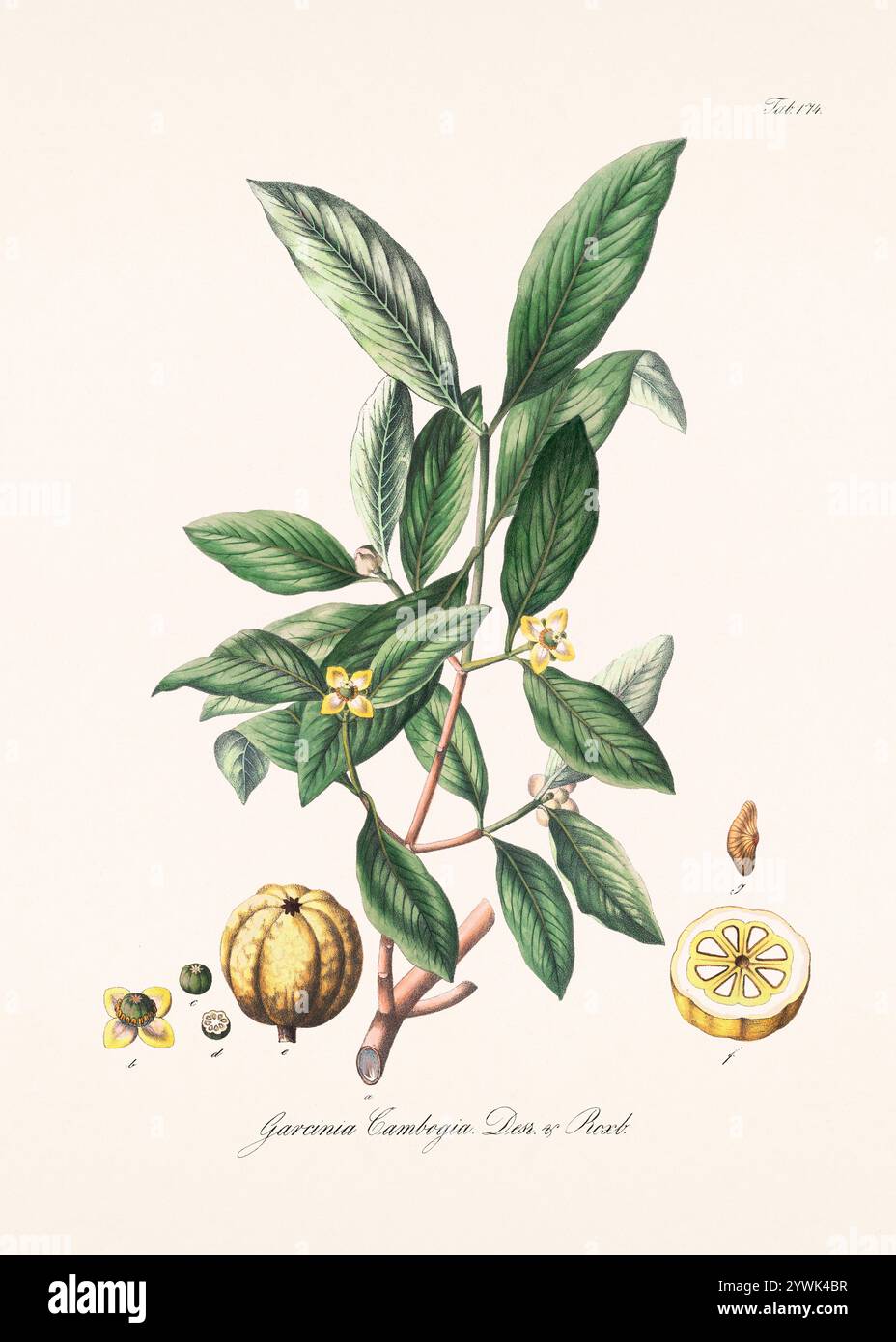 Antique botanical illustration from 1828. Depicts a medicinal plant ...