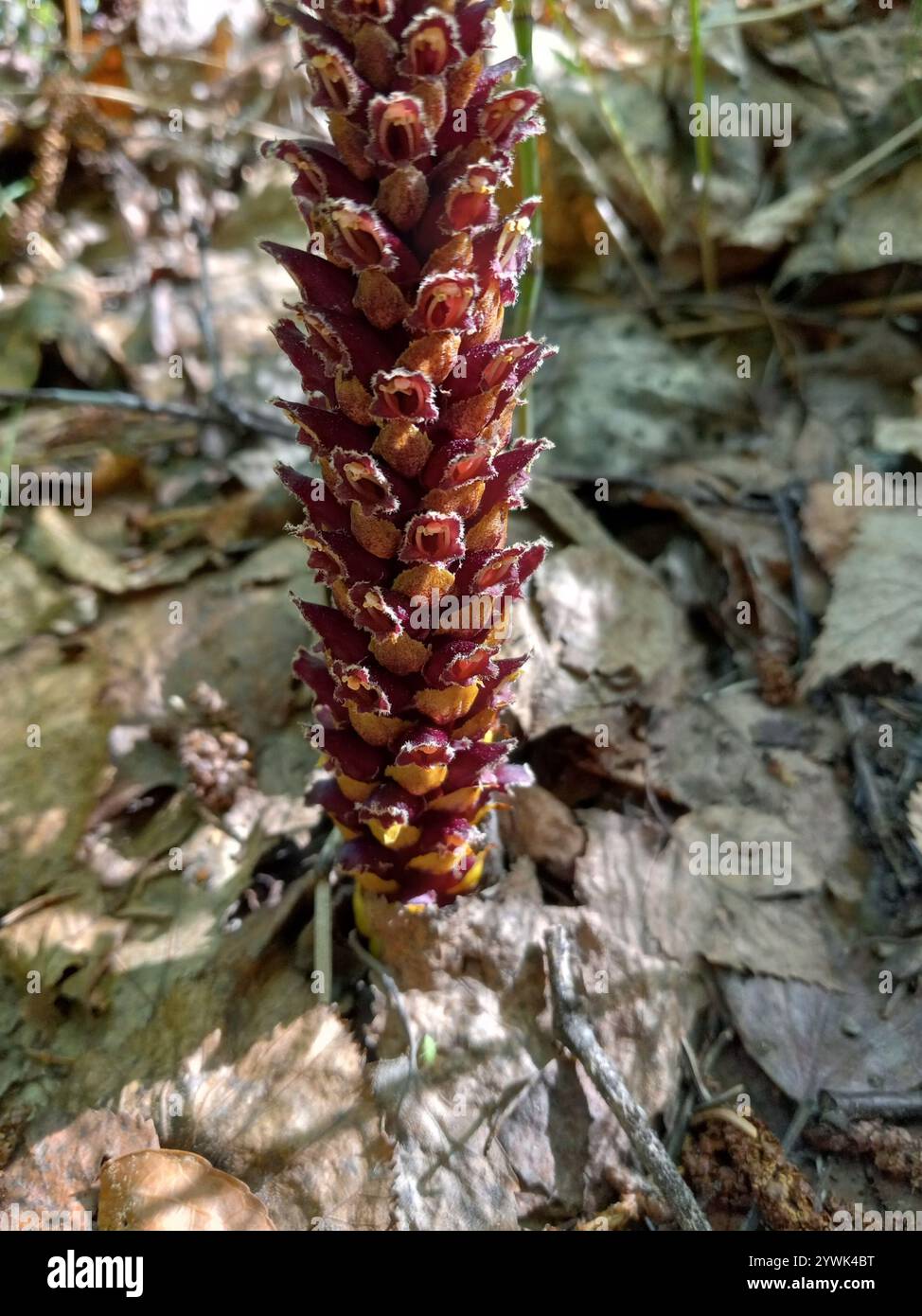 Northern Groundcone (Boschniakia rossica Stock Photo - Alamy