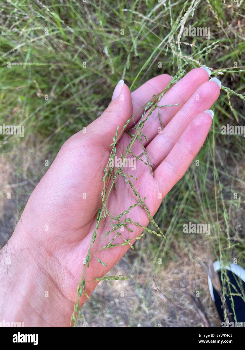 Ehrharta erecta hi-res stock photography and images - Alamy