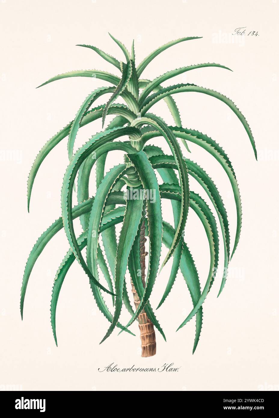 Antique botanical illustration from 1828. Depicts a medicinal plant ...