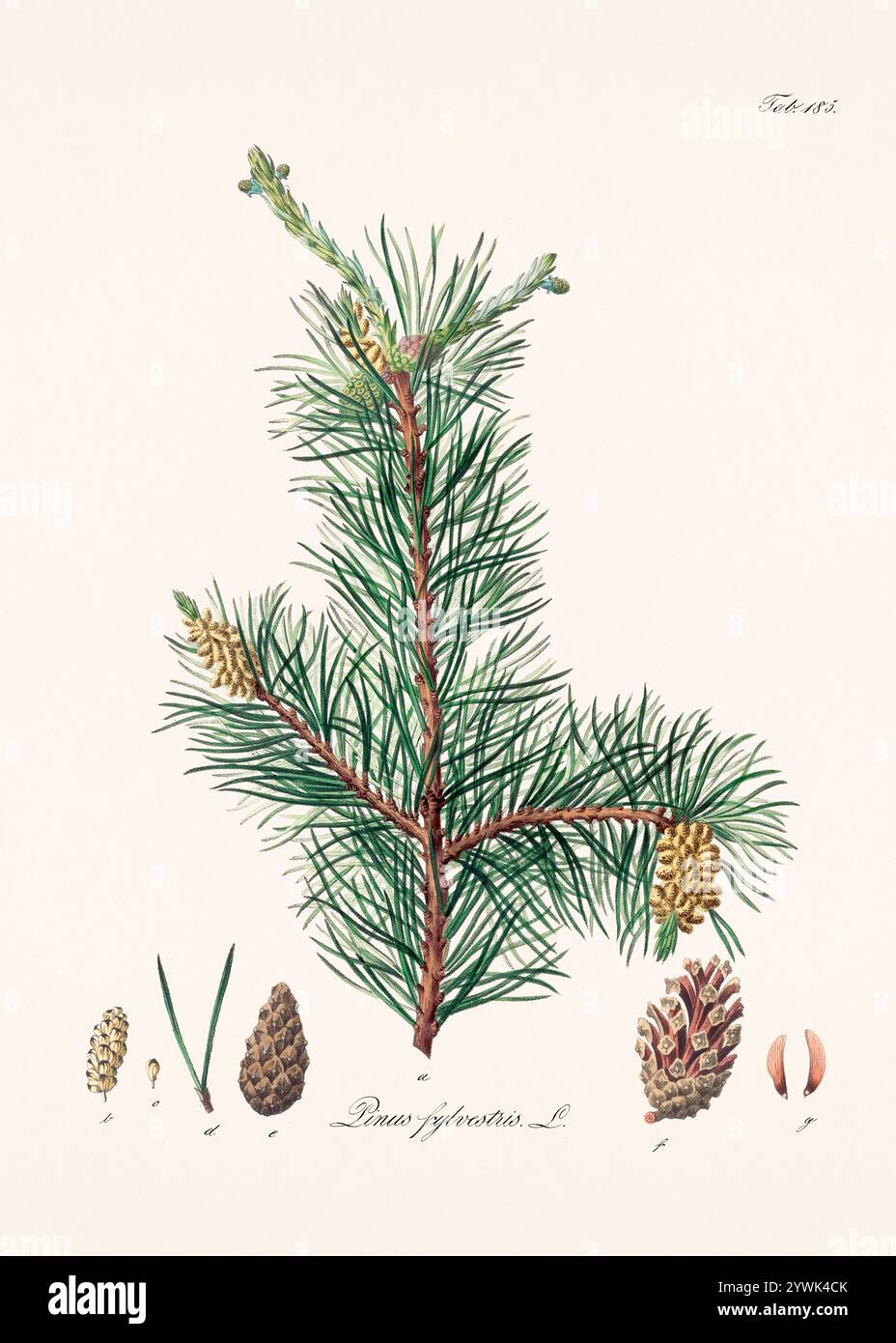 Antique botanical illustration from 1828. Depicts a medicinal plant ...