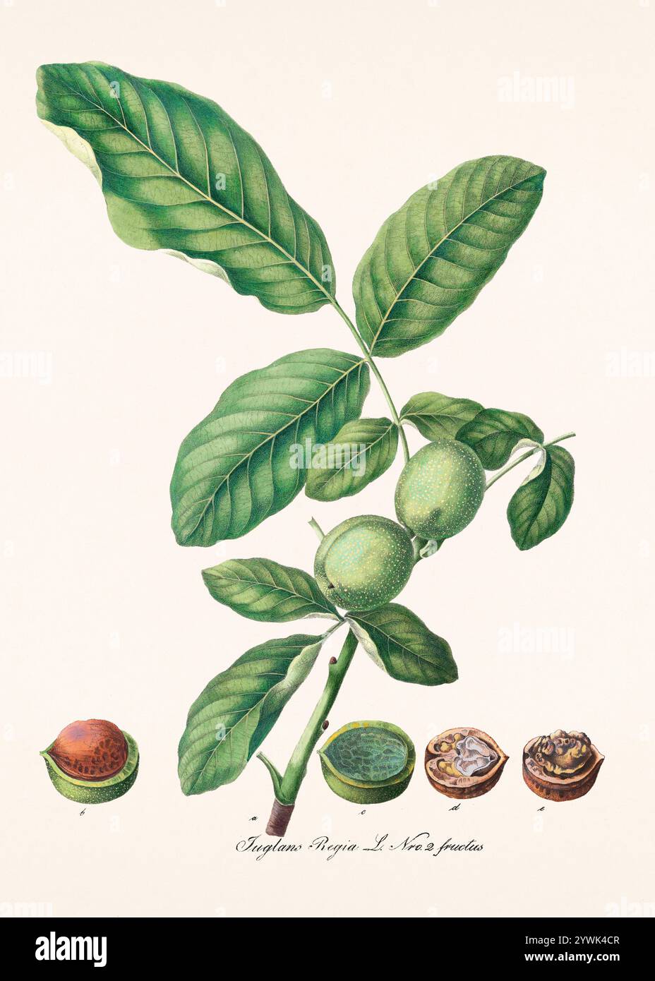 Antique botanical illustration from 1828. Depicts a medicinal plant ...