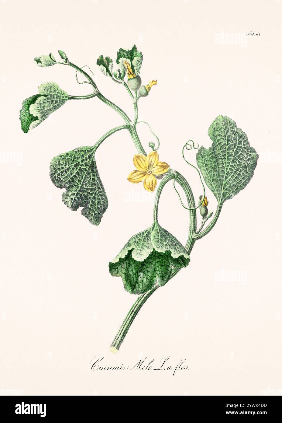 Antique botanical illustration from 1828. Depicts a medicinal plant ...
