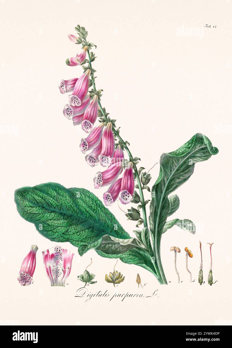 Antique botanical illustration from 1828. Depicts a medicinal plant ...