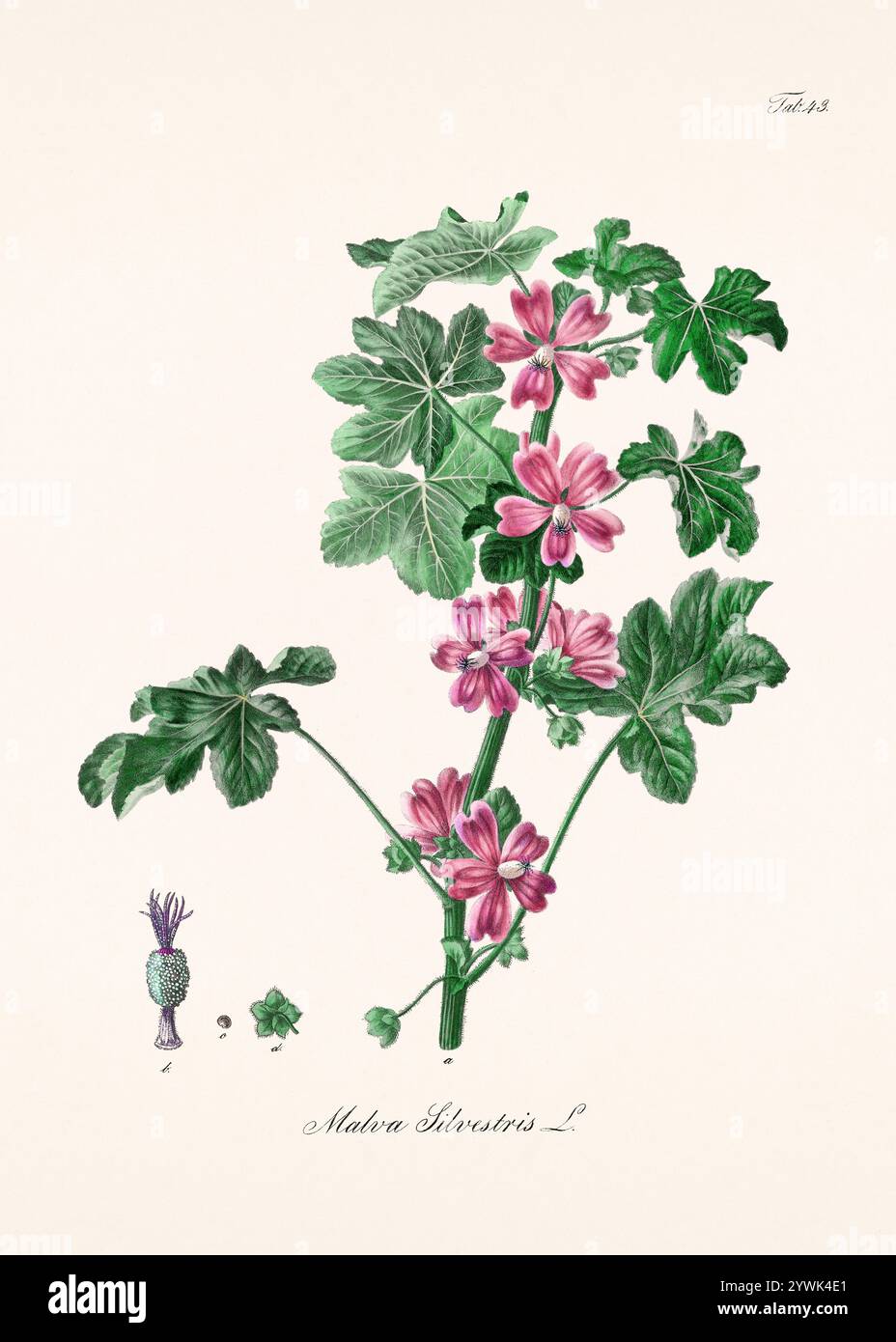 Antique botanical illustration from 1828. Depicts a medicinal plant ...