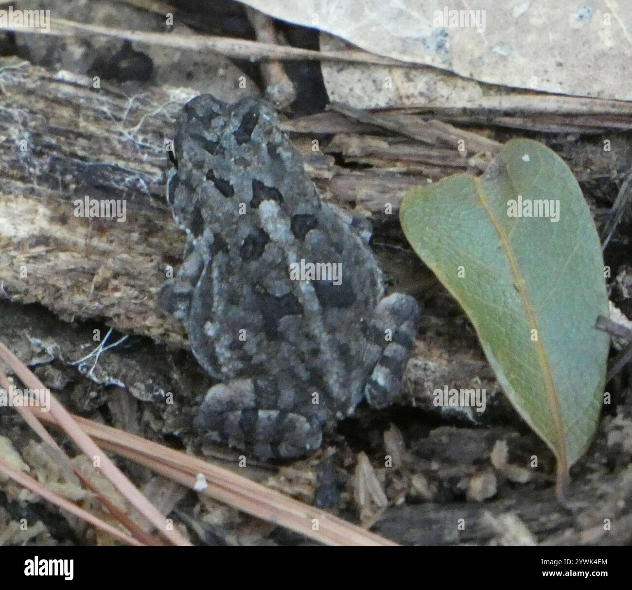 Southern Toad (Anaxyrus terrestris Stock Photo - Alamy