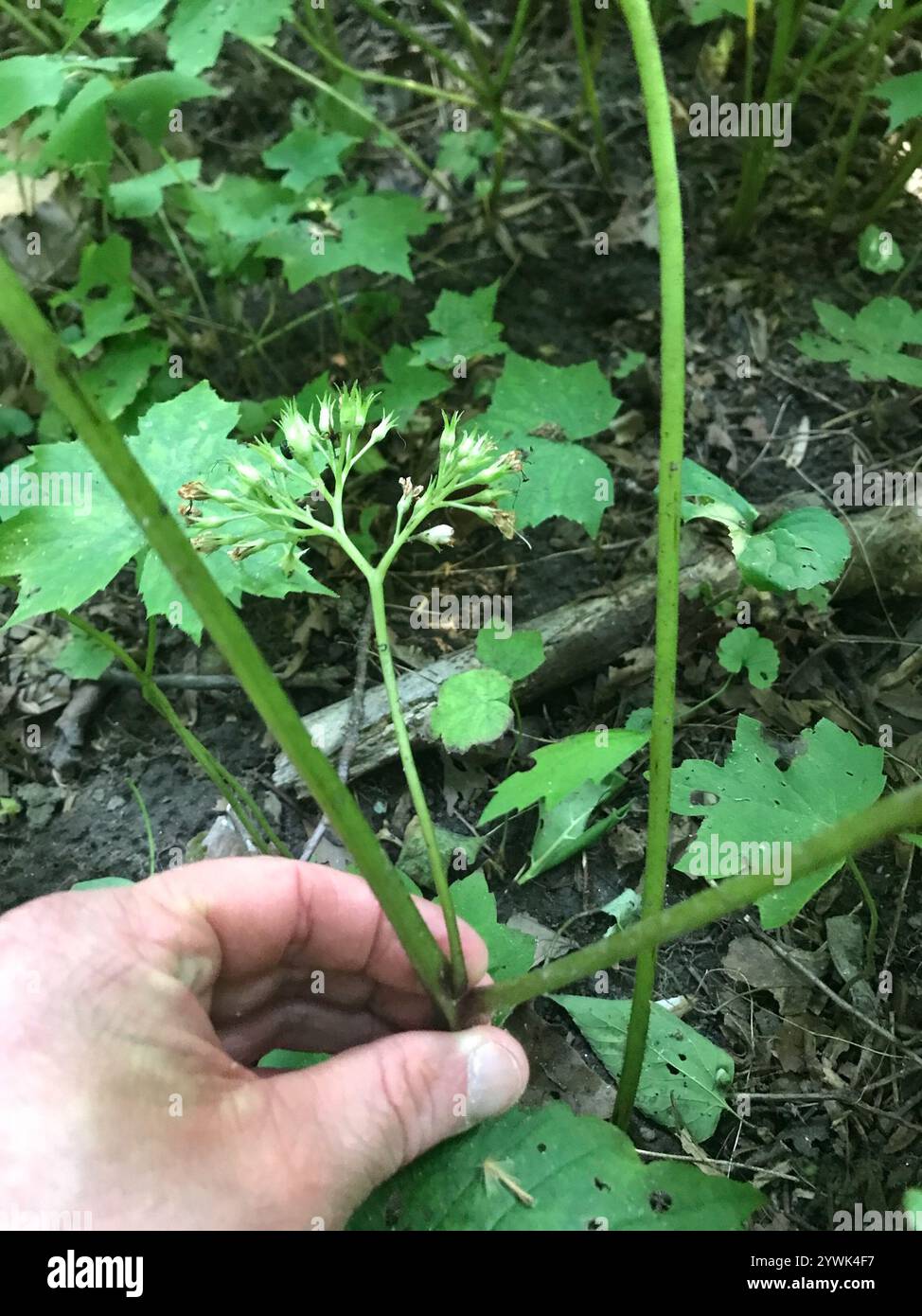 Broad-leaf Waterleaf (Hydrophyllum canadense Stock Photo - Alamy
