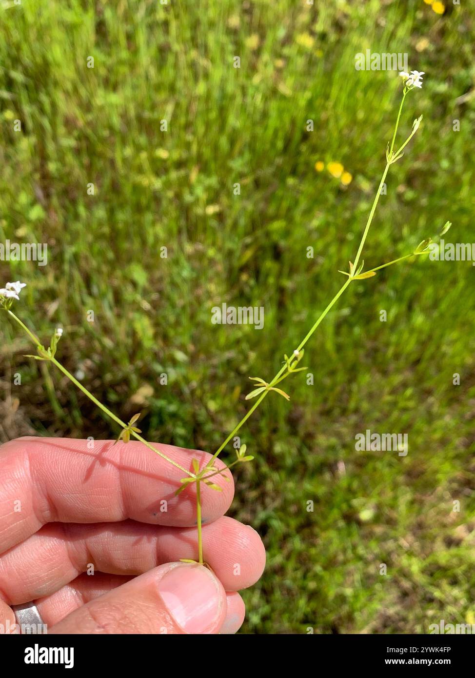 Common Marsh-bedstraw (Galium palustre Stock Photo - Alamy