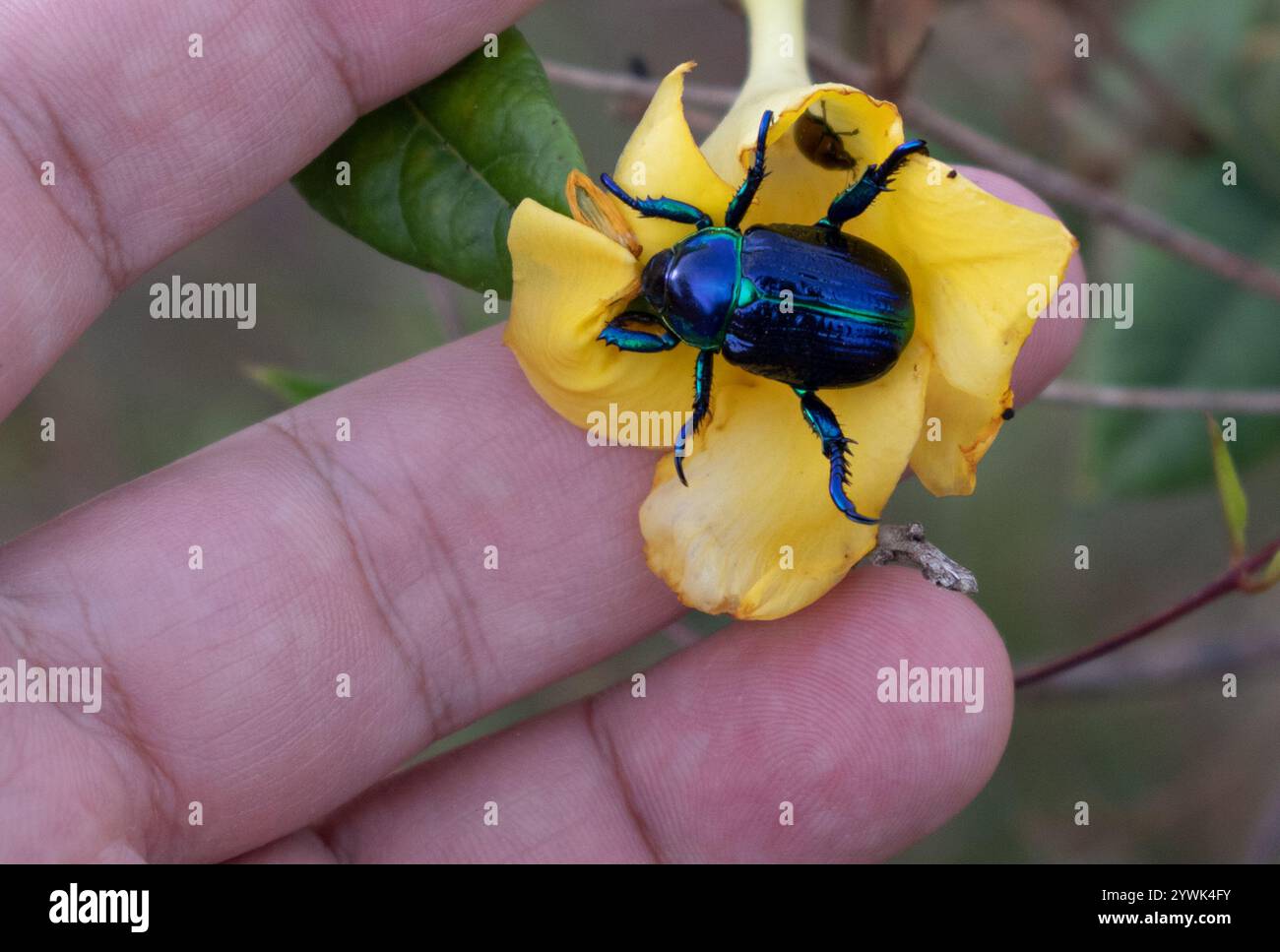 Shining Leaf Chafers (Rutelinae Stock Photo - Alamy