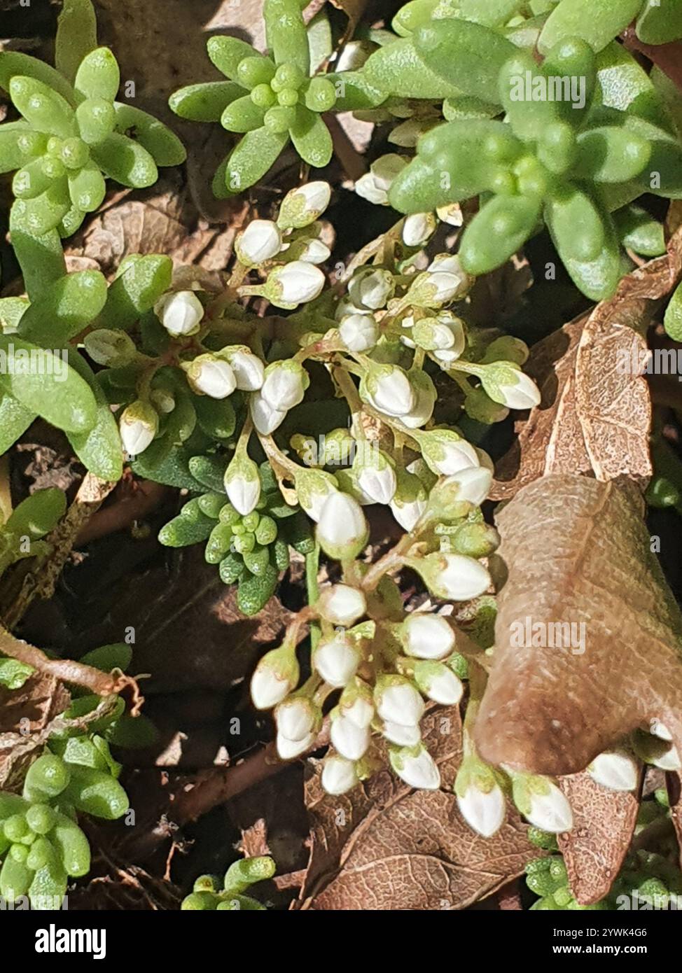 white stonecrop (Sedum album Stock Photo - Alamy