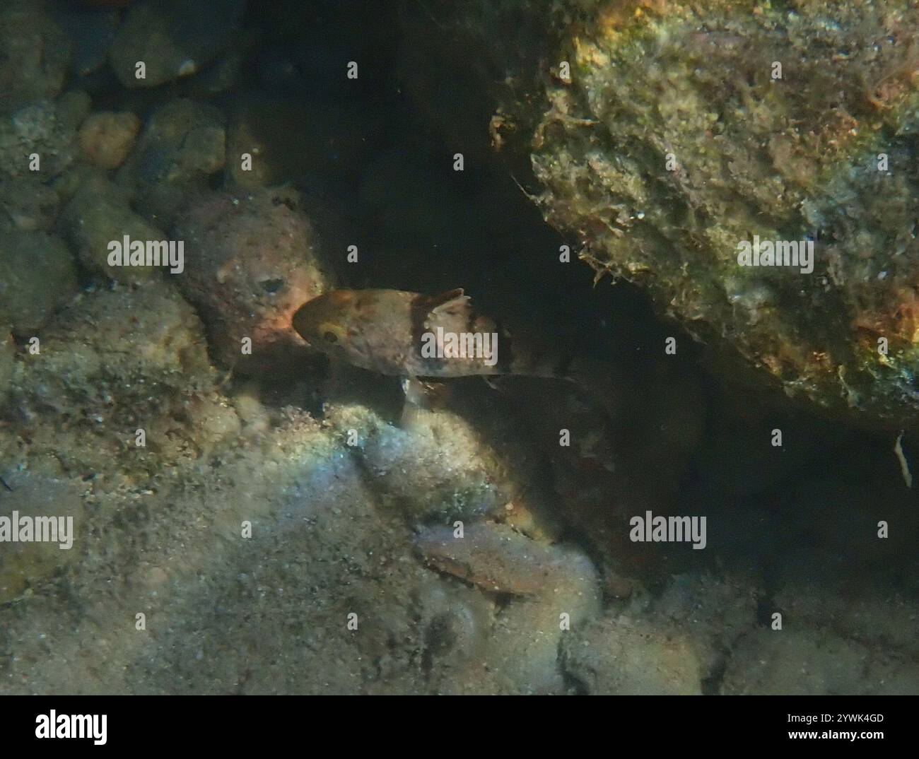 Pharaoh Cardinalfish (Apogonichthyoides pharaonis Stock Photo - Alamy