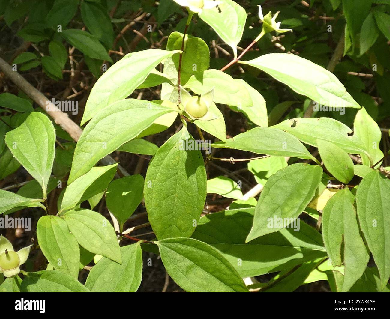 Scentless Mock Orange (Philadelphus inodorus Stock Photo - Alamy
