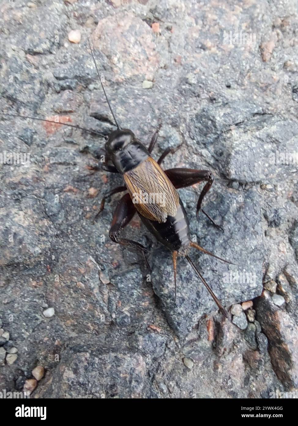 Gryllus veletis hi-res stock photography and images - Alamy