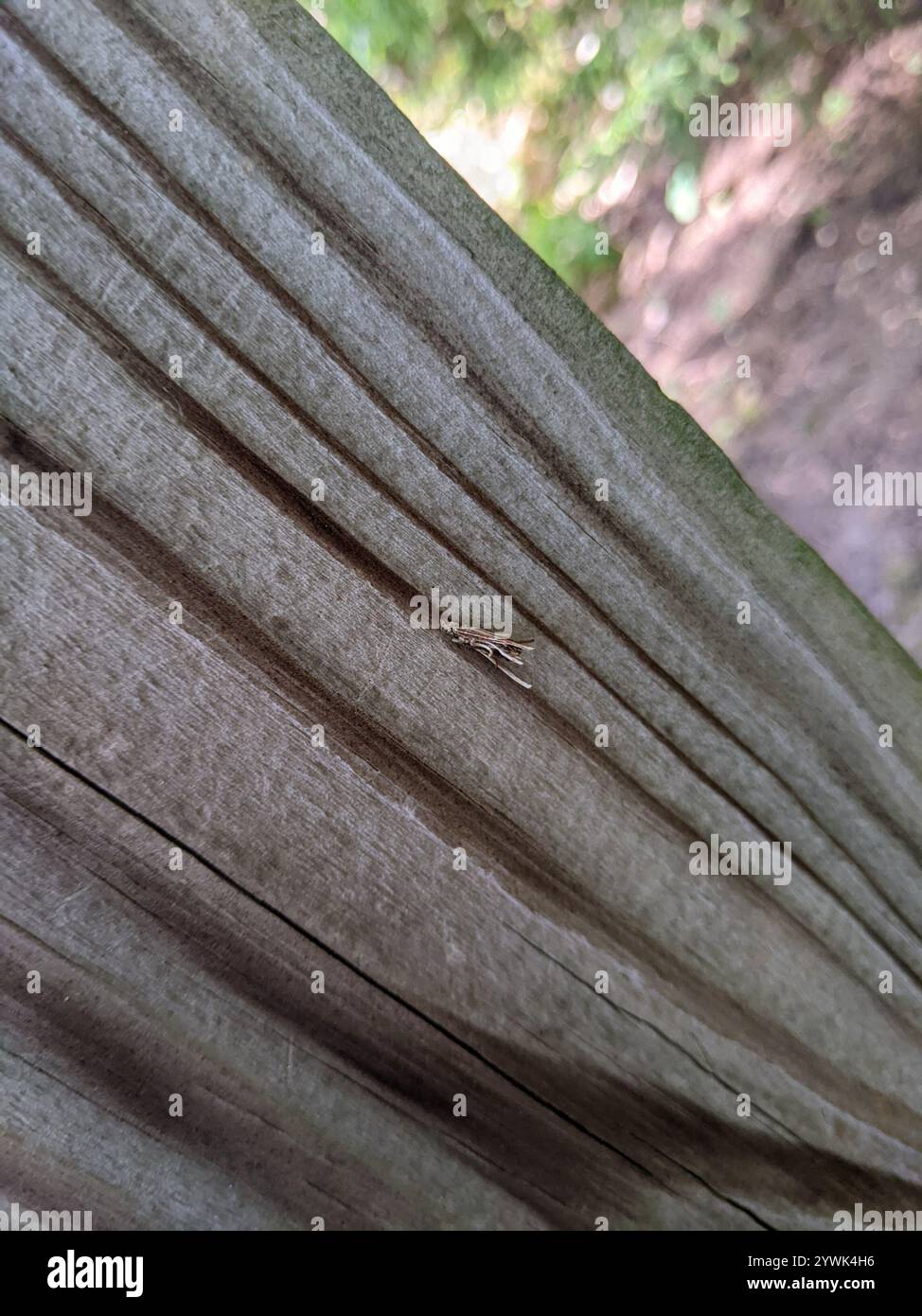 Common Bagworm Moth (Psyche casta Stock Photo - Alamy