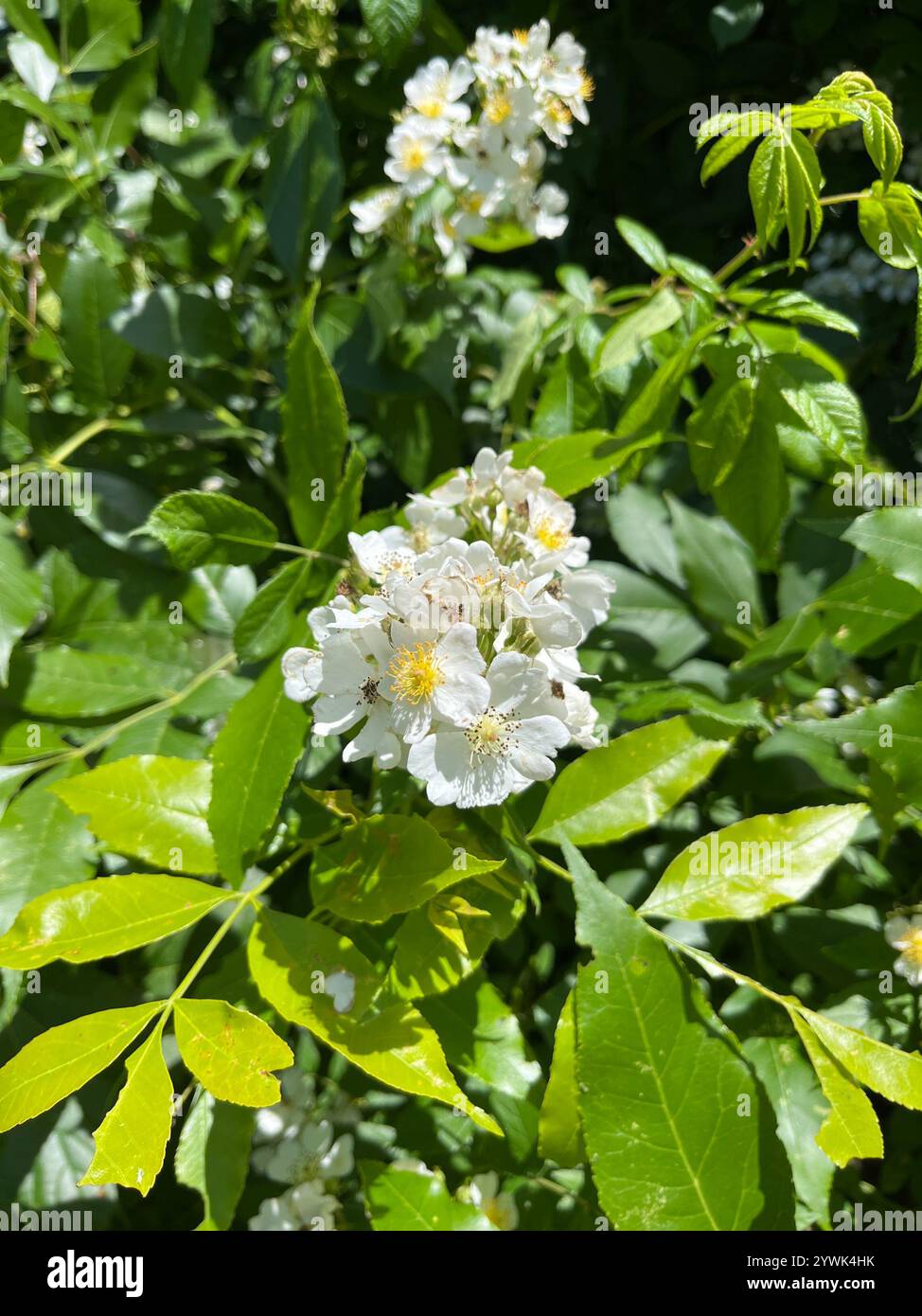 multiflora rose (Rosa multiflora Stock Photo - Alamy