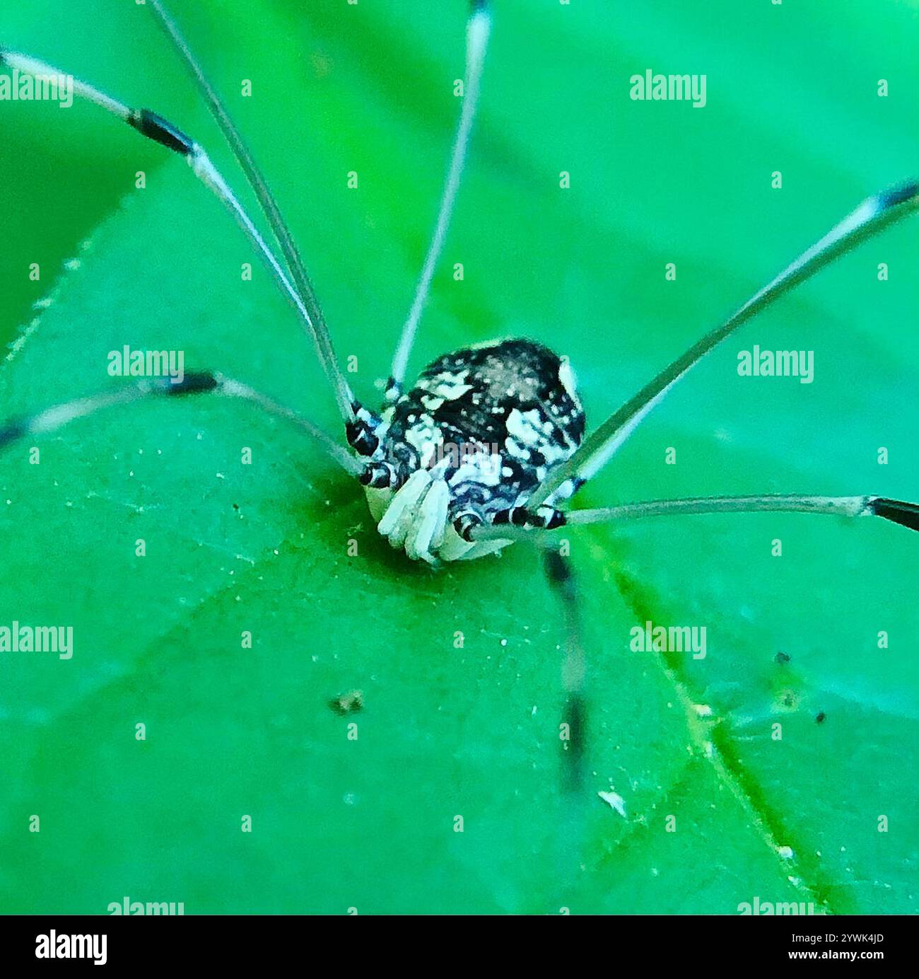 Eastern Harvestman (Leiobunum vittatum Stock Photo - Alamy