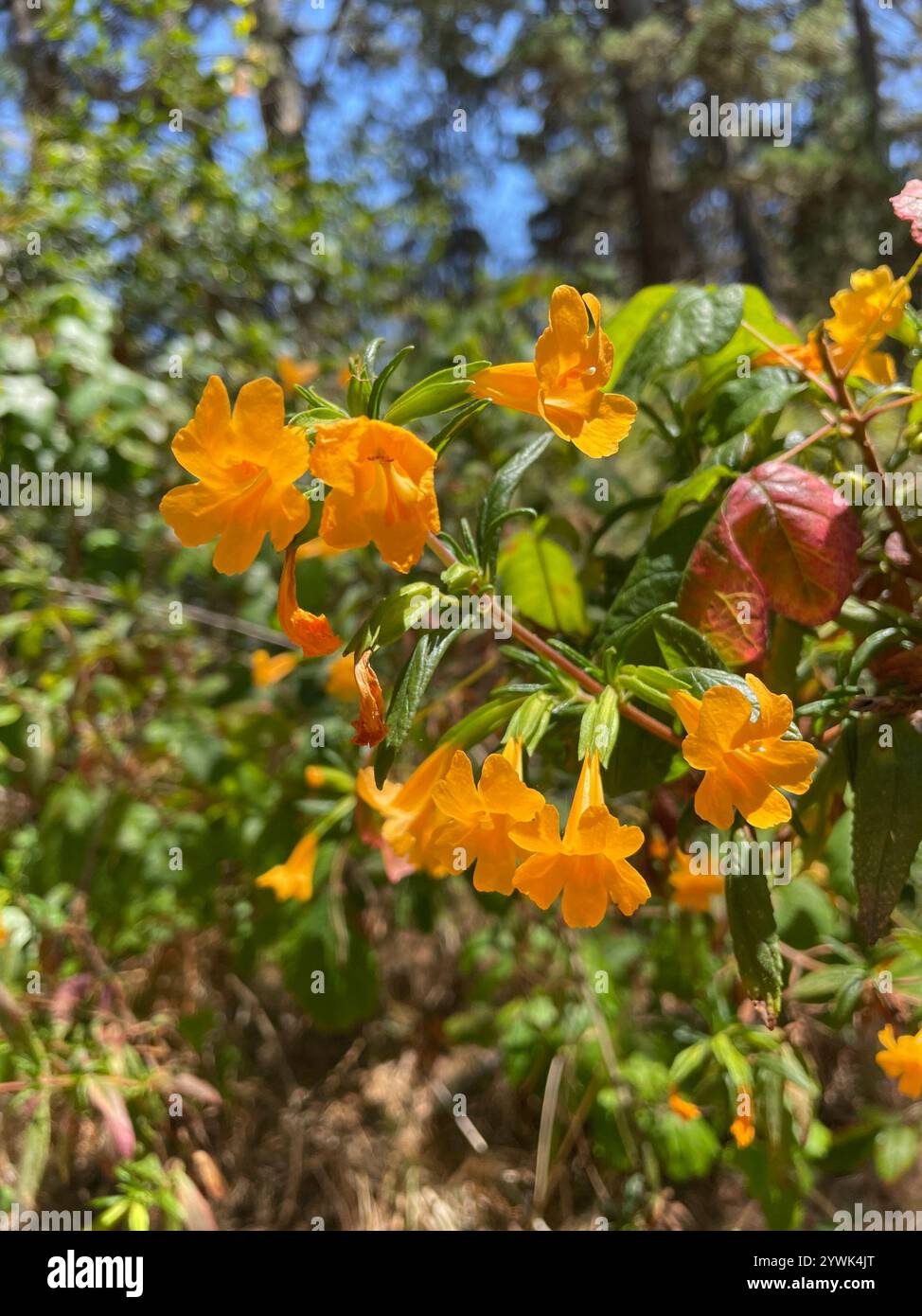 orange bush monkeyflower (Diplacus aurantiacus Stock Photo - Alamy