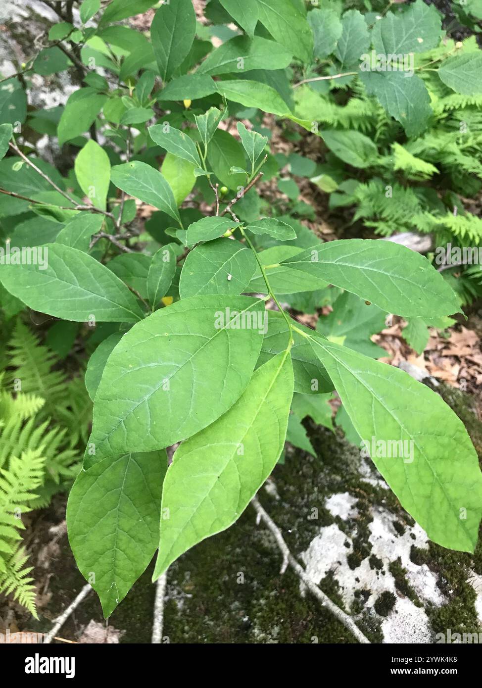 northern spicebush (Lindera benzoin Stock Photo - Alamy