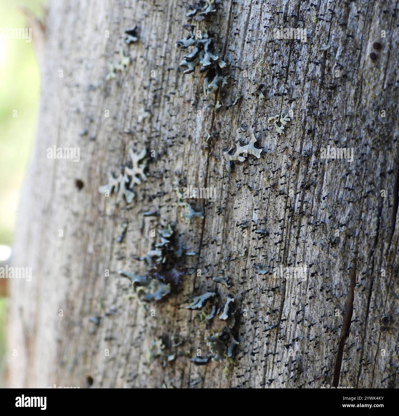 white ring stubble lichen (Calicium glaucellum Stock Photo - Alamy