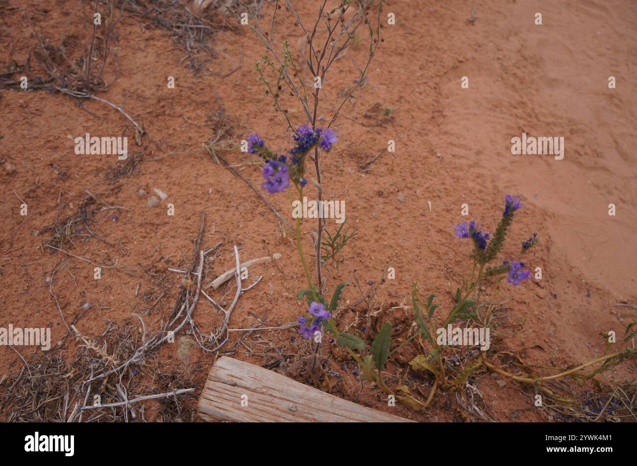 Notch-leaf Scorpionweed (Phacelia crenulata Stock Photo - Alamy