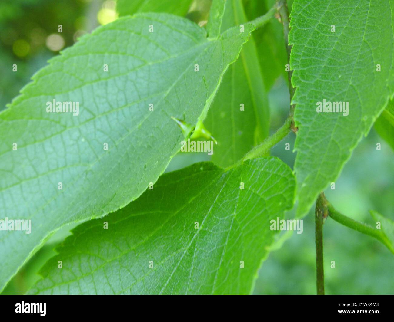 Hackberry Thorn Gall Midge (Celticecis spiniformis Stock Photo - Alamy