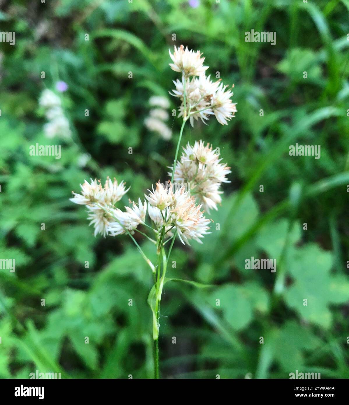 Snowy Woodrush (Luzula nivea Stock Photo - Alamy