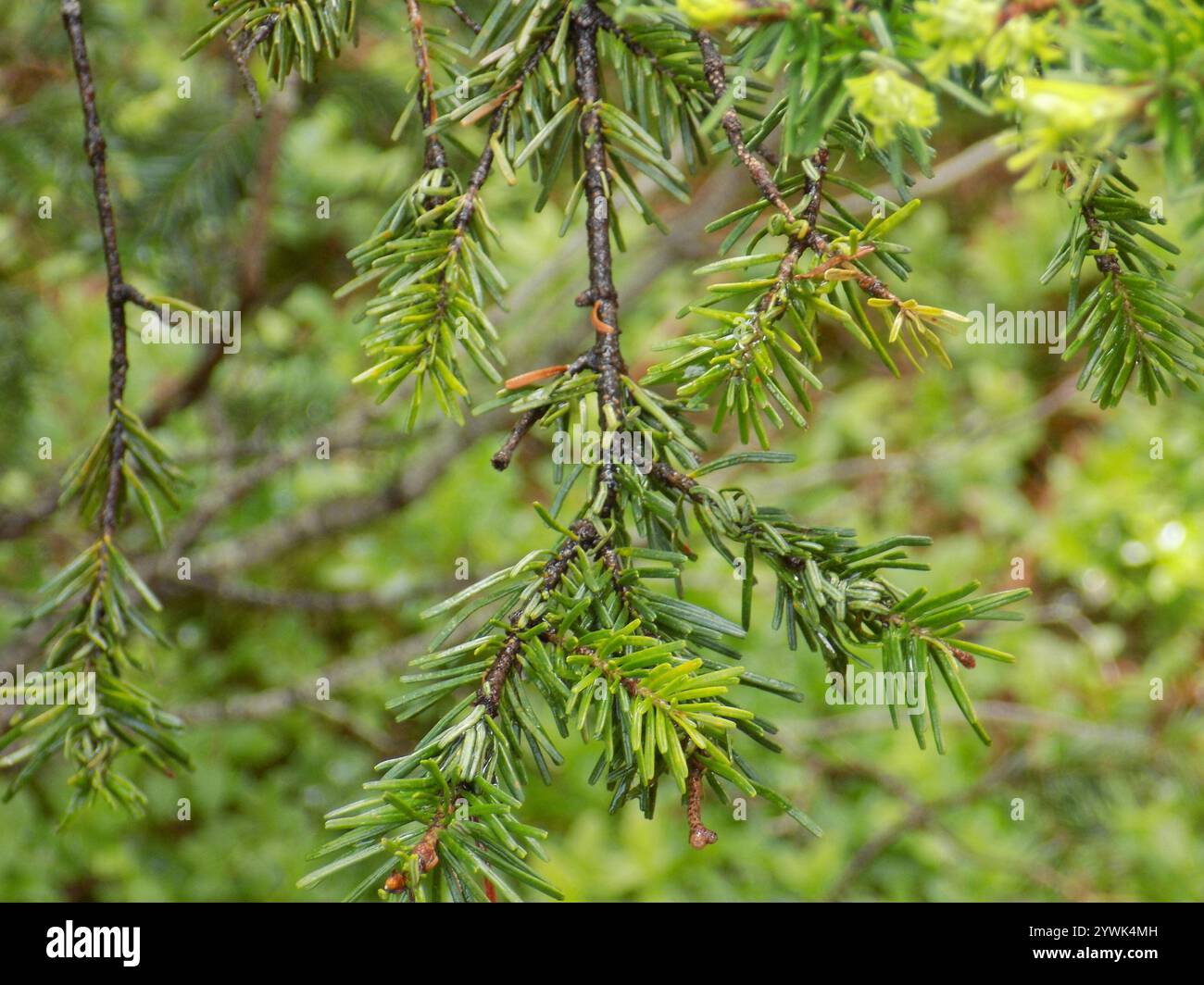 Siberian fir (Abies sibirica Stock Photo - Alamy