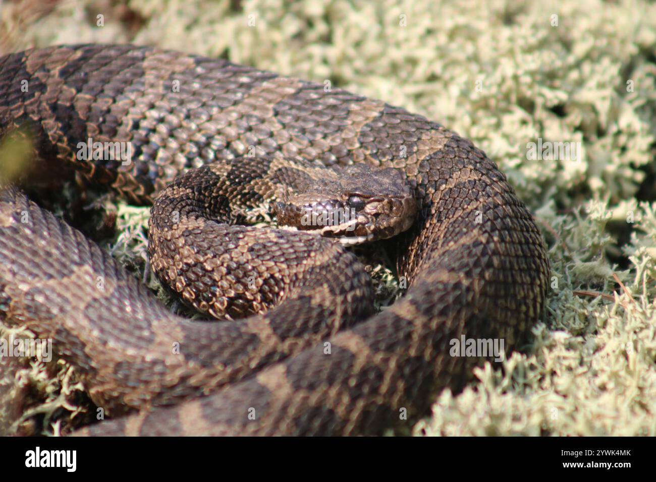 Massasauga (Sistrurus catenatus Stock Photo - Alamy